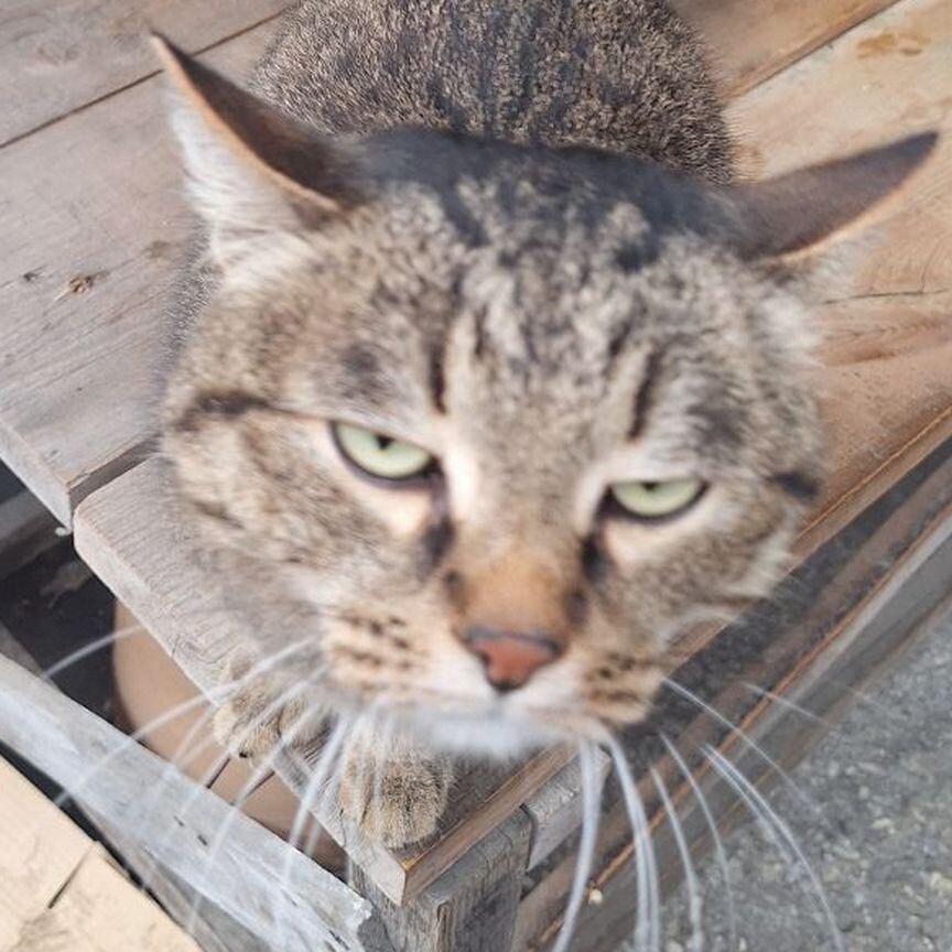 Взрослый кот в добрые руки