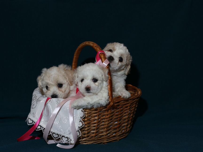 Продаются щенки порода Бишон Фризе