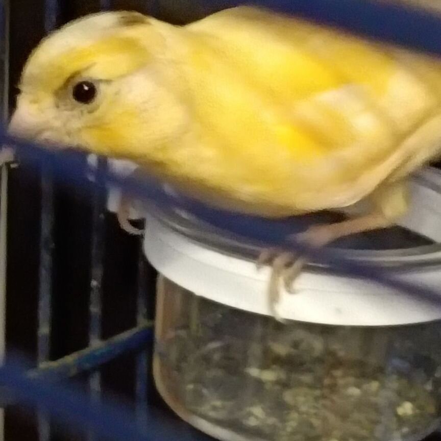 Кенара и канарейки