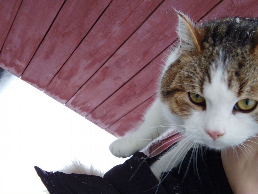 Отдаю бесплатно котика