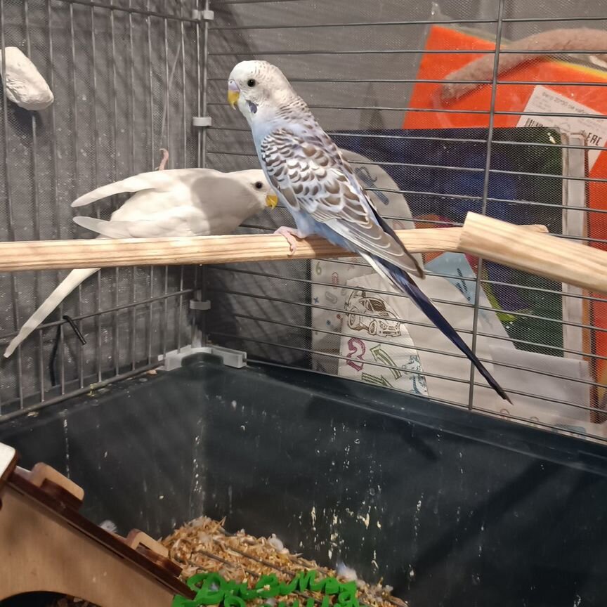 Волнистый попугай