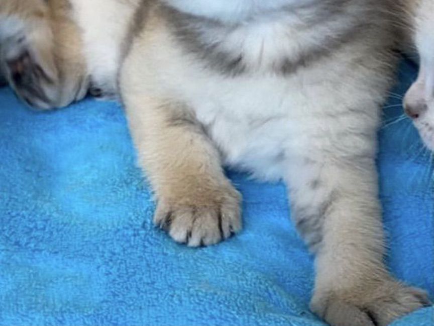 Шотландская