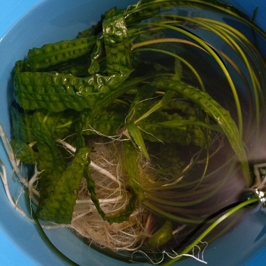 Аквариумное растение