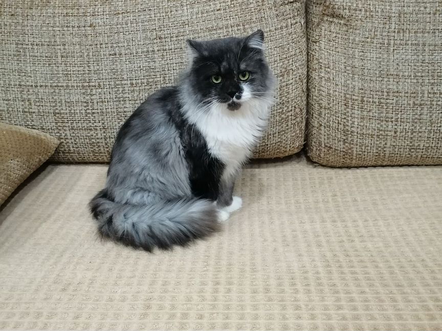 Кот необычной породы