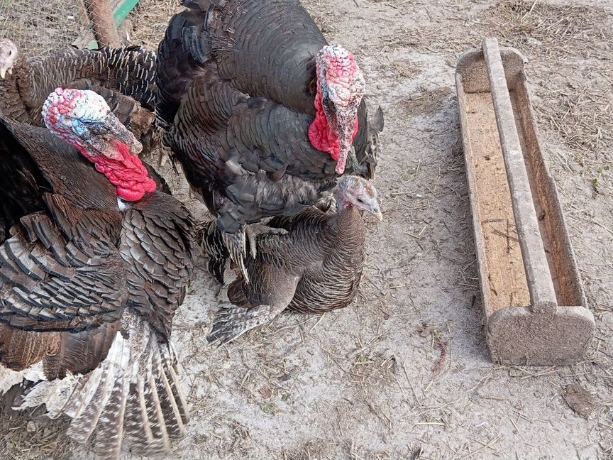 Стая индюков