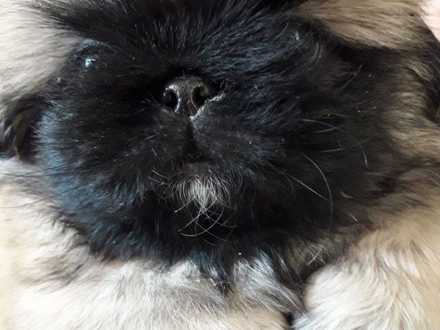 Пекинеса щенки