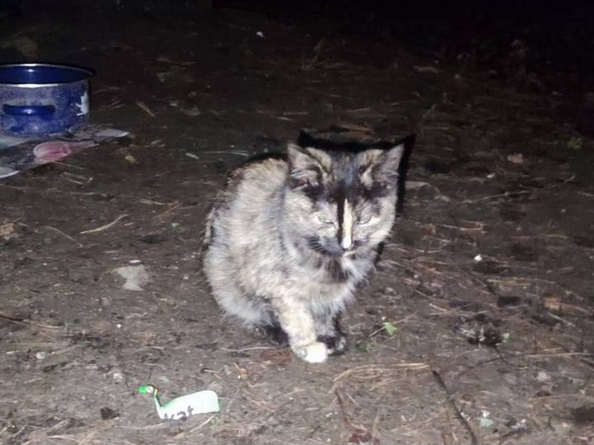 Котёнек необычной расцветки ищет дом