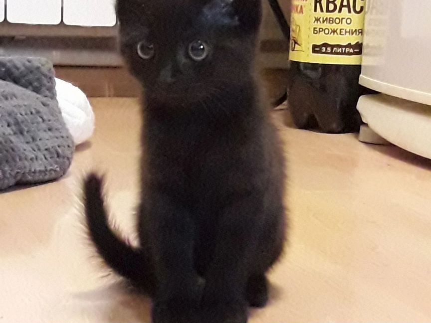 Котенок Пушочек