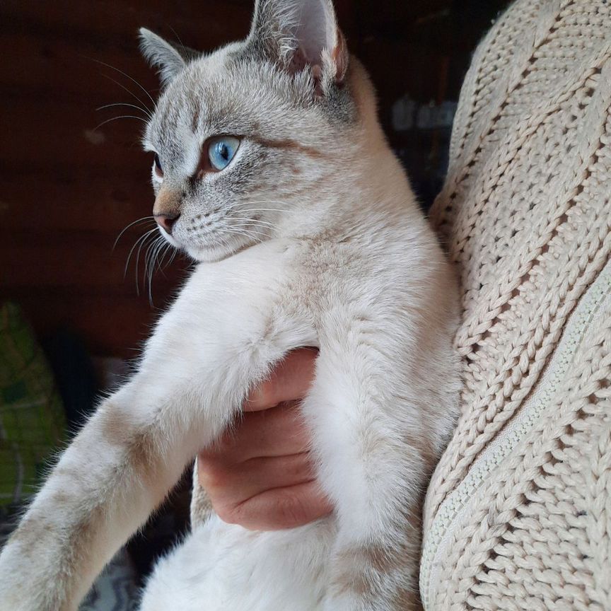 Отдам котёнка в добрые руки