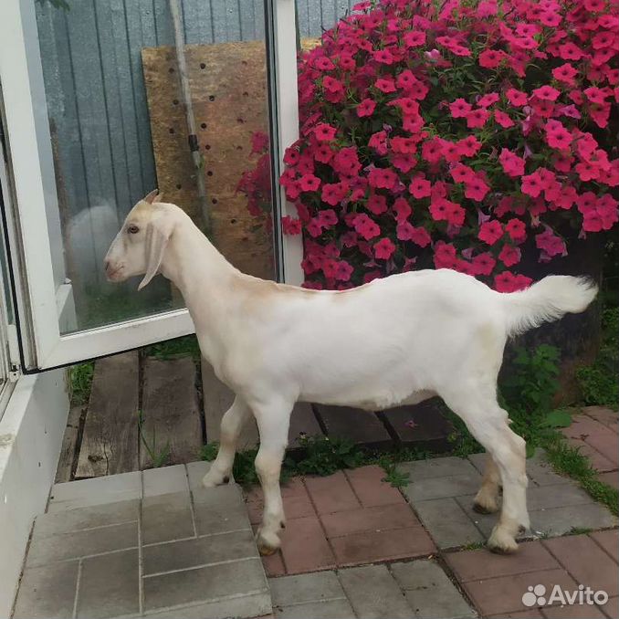 Козочка