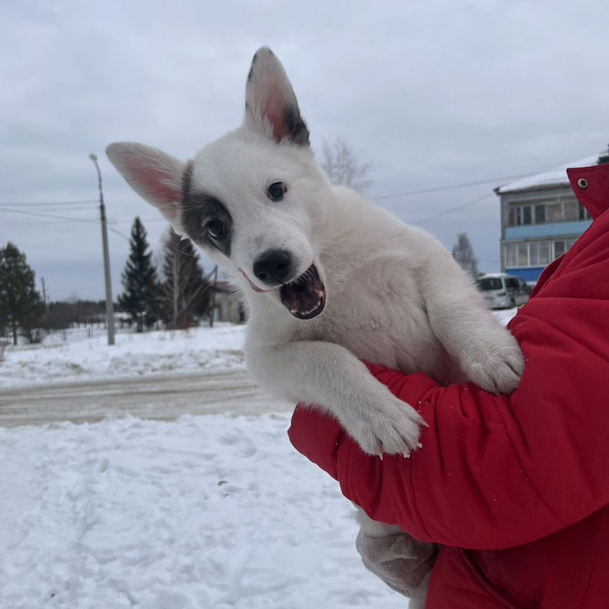 Щенок в добрые руки мальчик