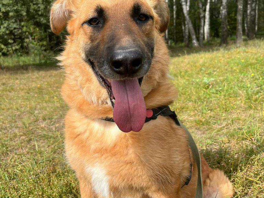 Карамельная собака из приюта ищет дом