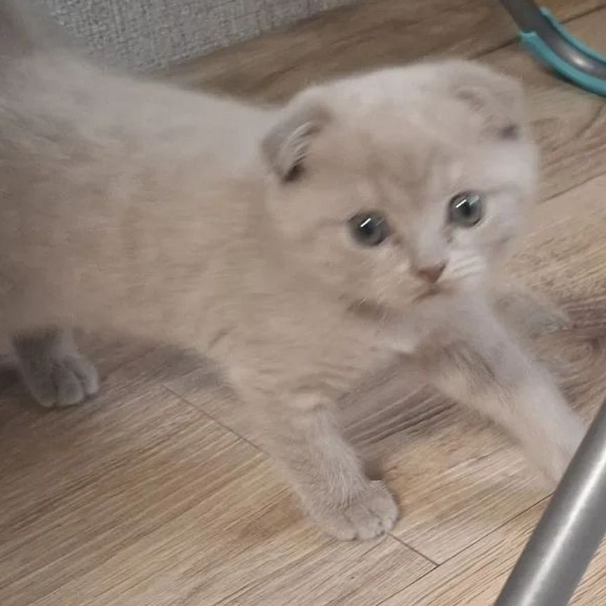 Шотландский вислоухий короткошёрстный котёнок
