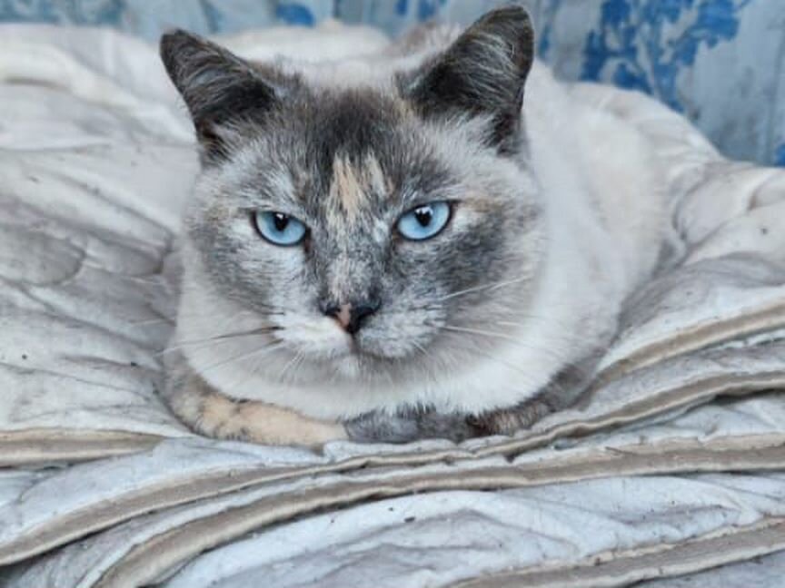 Кошка Незабудка