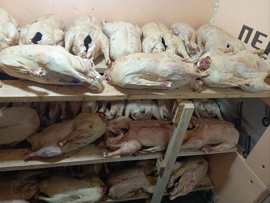 Гусиное мясо