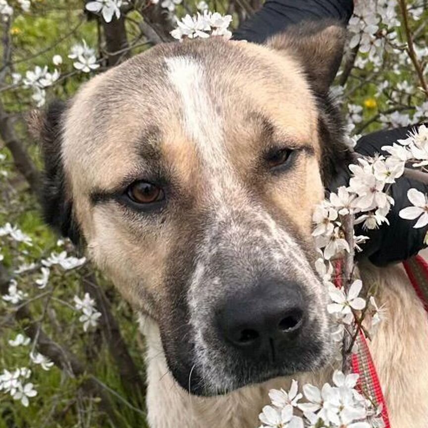 Взрослая собака в добрые руки