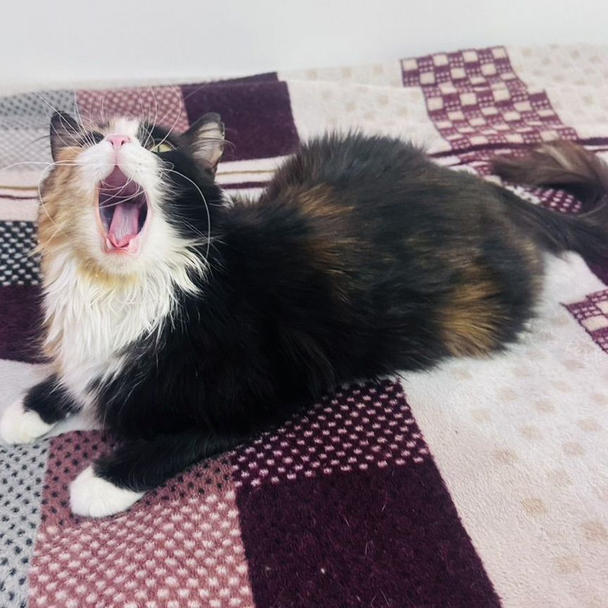 Взрослая, кошка в добрые руки