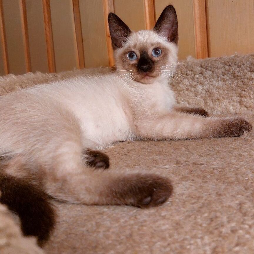 Тайский котёнок