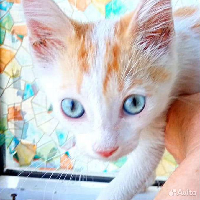 Голубоглазый дело рыжий котенок ищет дом