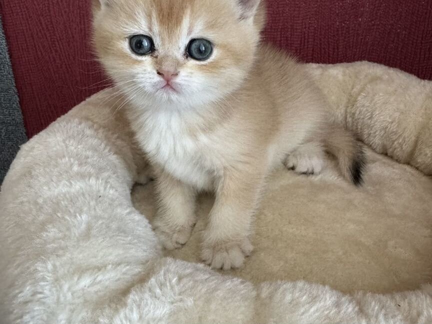 Коленок британец