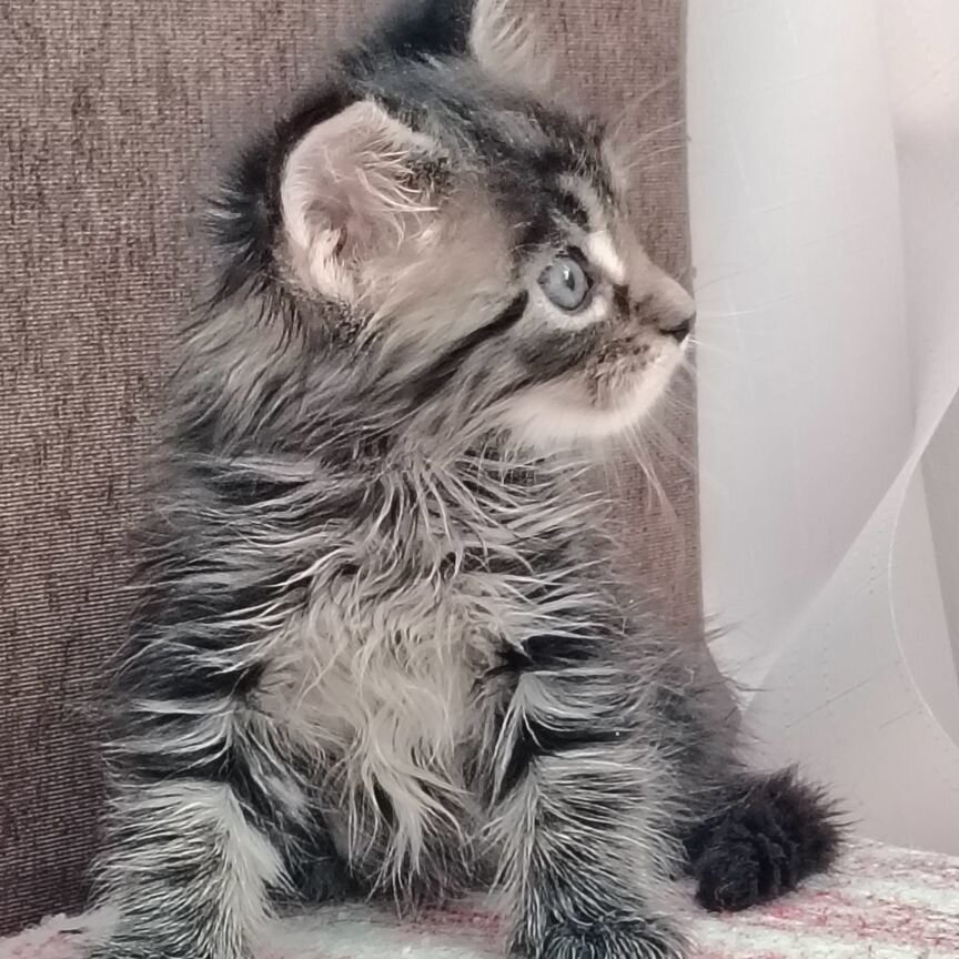 Котята мейн-кун, мальчик