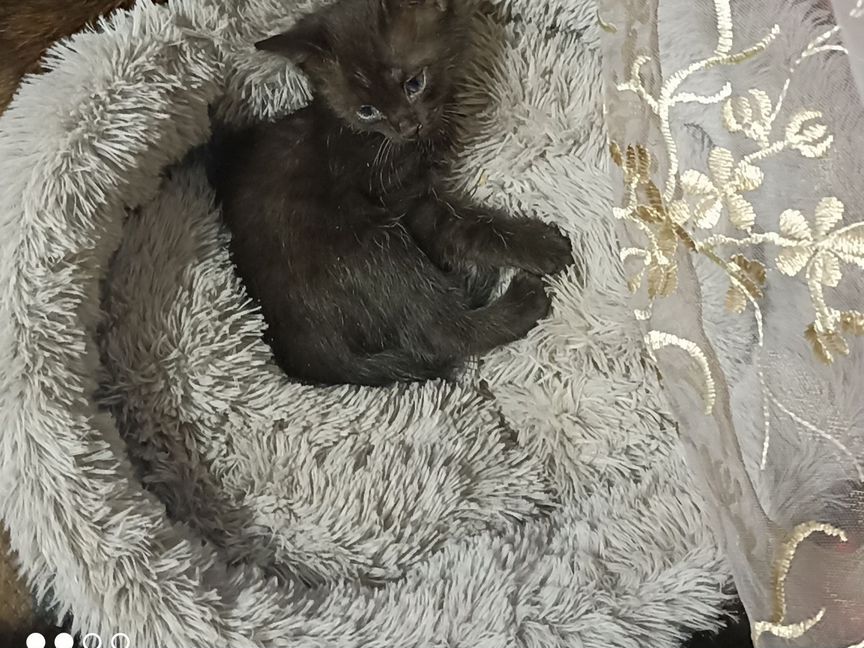 Котенок Марселина