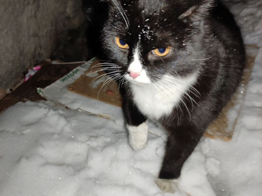 Кошка с котятами живет в подвале