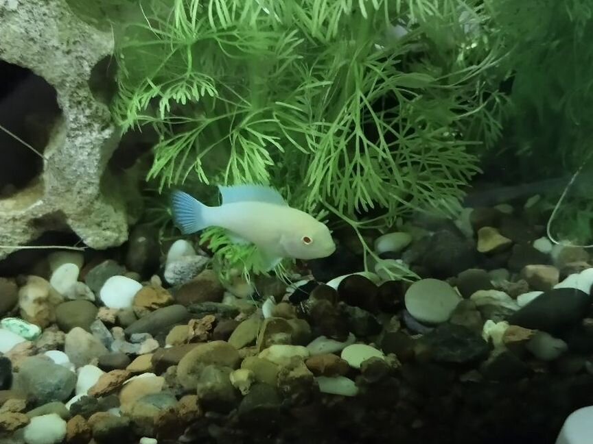 Аквариумные рыбки Снежный принц