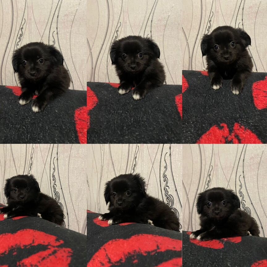 Чихуахуа, щенок