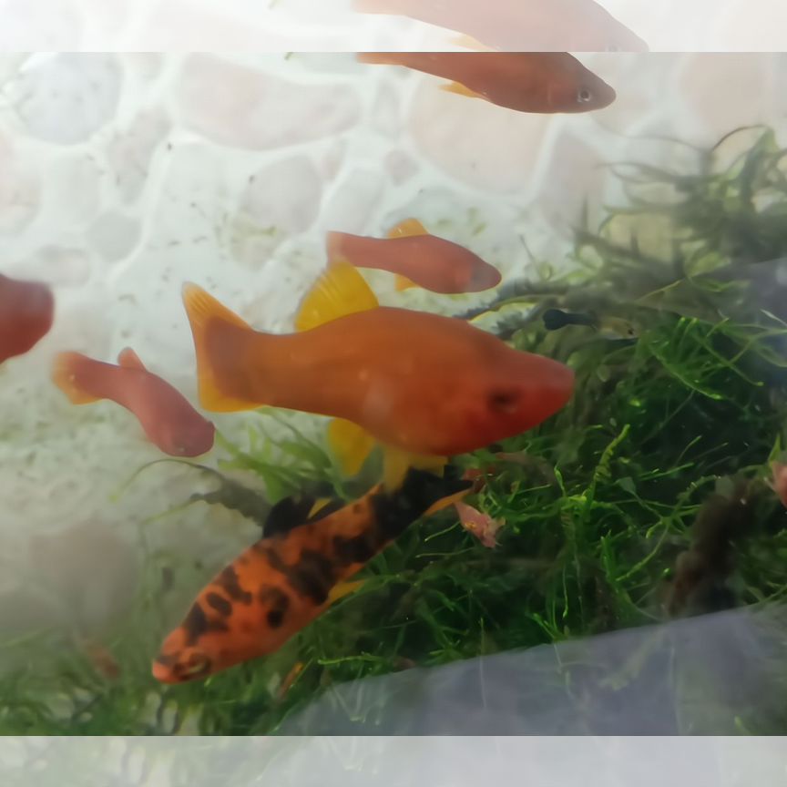 Рыбы Меченосцы