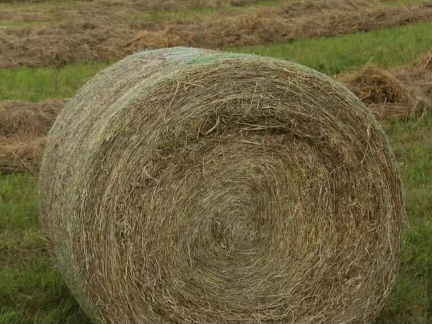 Сено в тюках