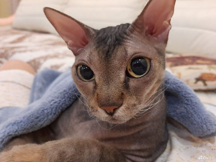 Донской сфинкс бесплатно