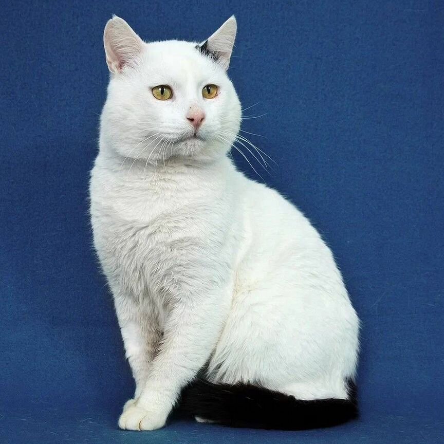 Взрослый кот в добрые руки