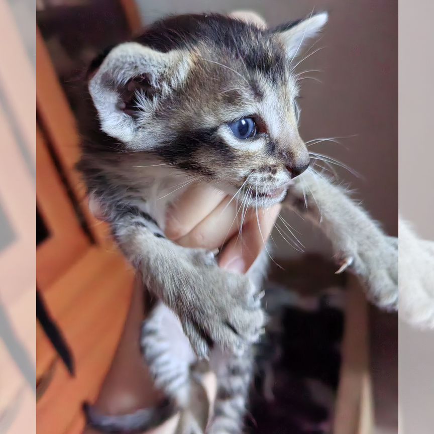 Ориентальный котёнок