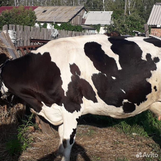 Продам корову