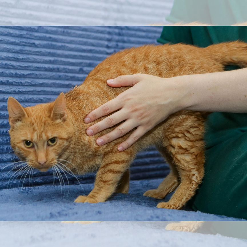 Взрослый кот в добрые руки