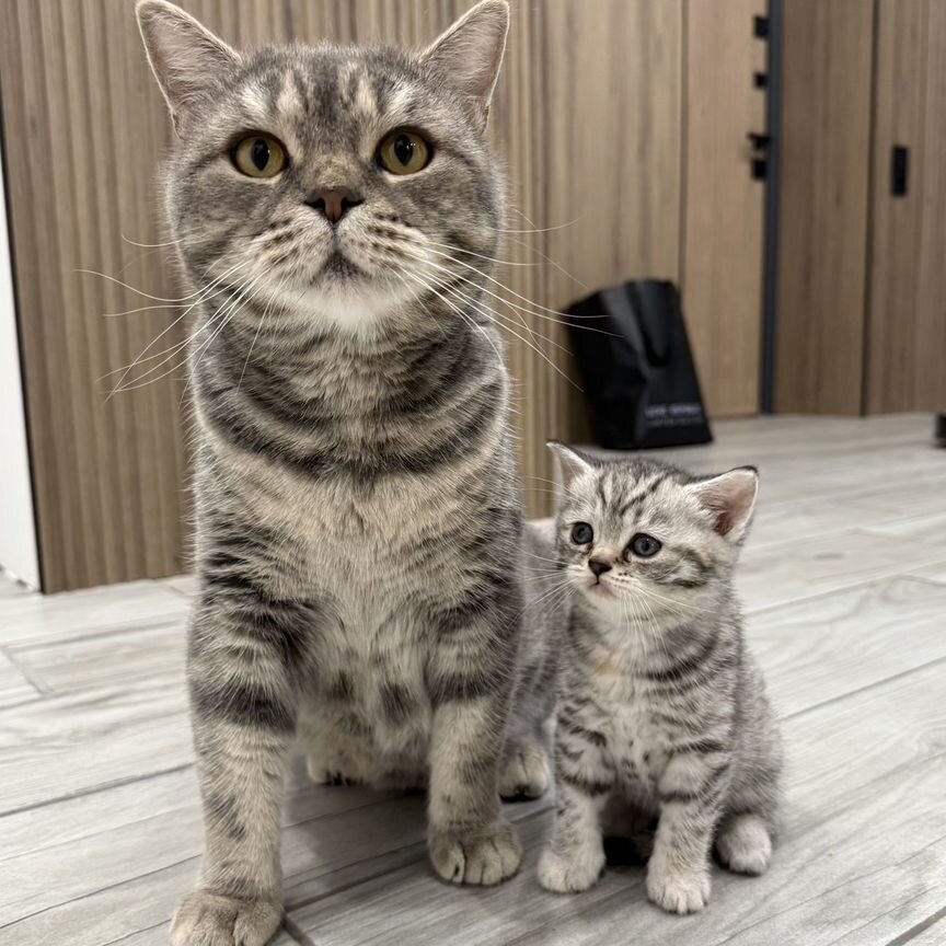 Шотландский прямоухий короткошёрстный котёнок