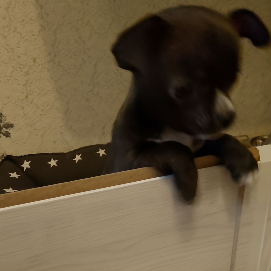 Чихуахуа, щенок