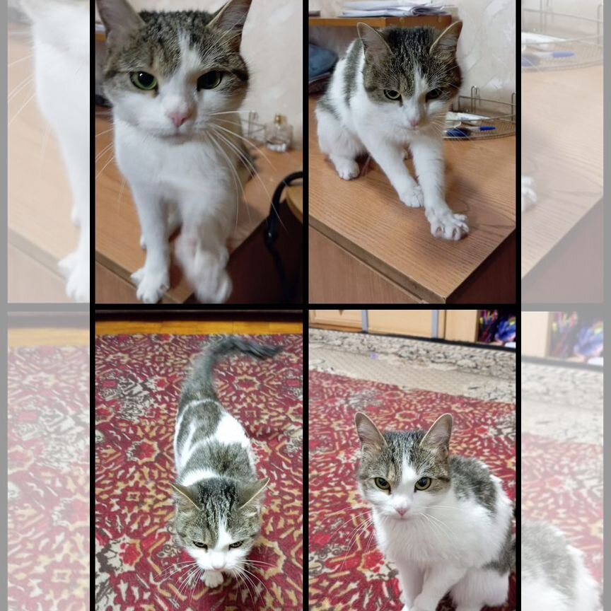 Взрослая кошка в добрые руки