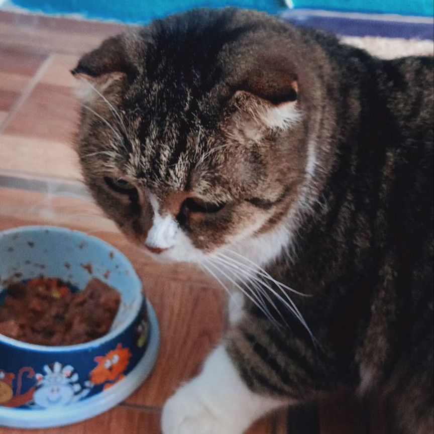 Кошка британка