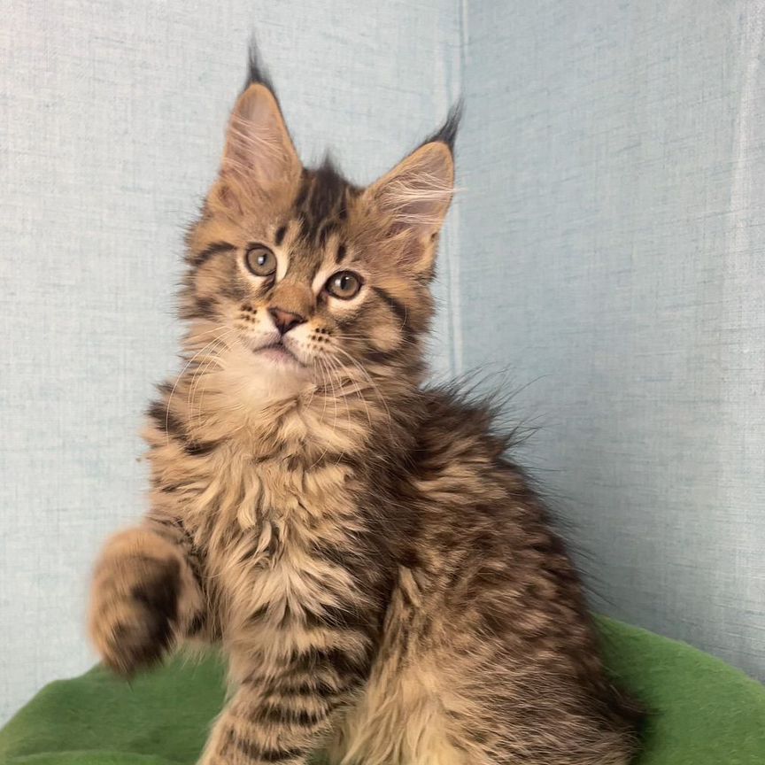 Котята мейн-кун