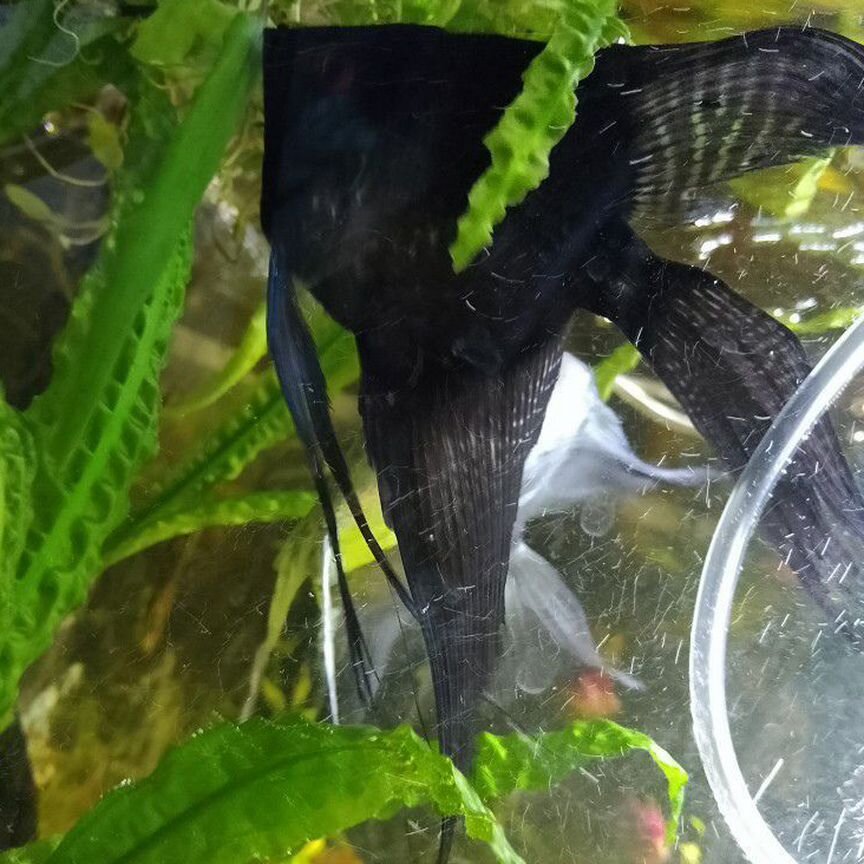 Скалярия самец