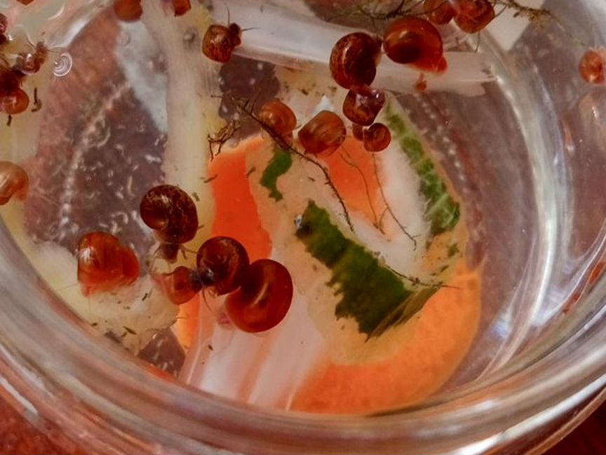 Улитки катушки