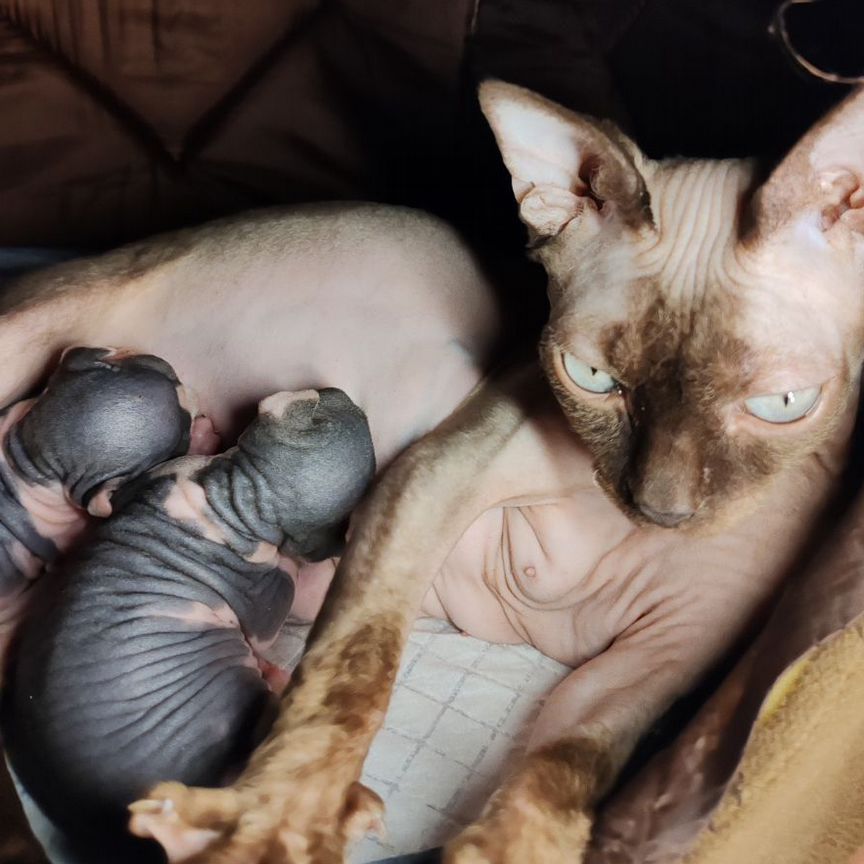 Канадский сфинкс котёнок