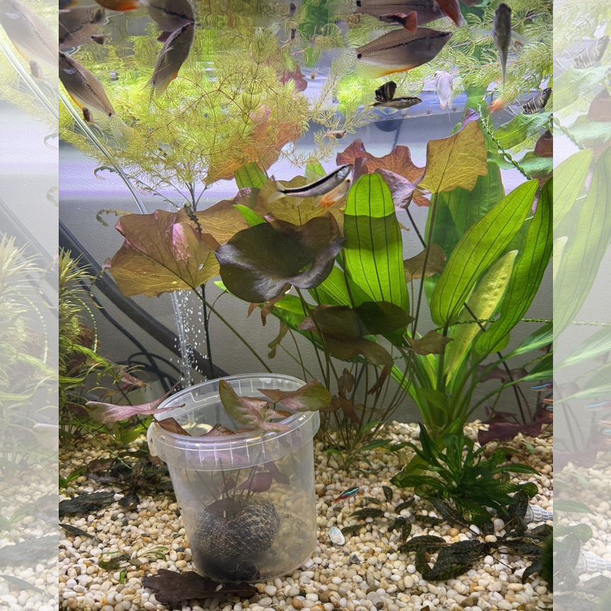 нимфея растение аквариумное