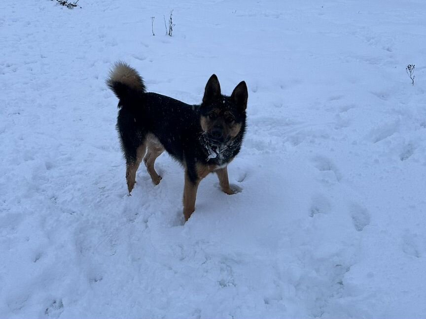 Немецкая овчарка в добрые руки