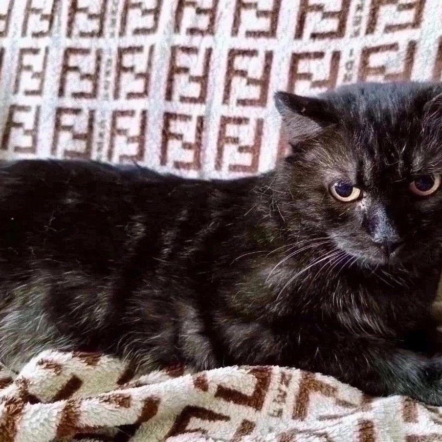 Котик Британец