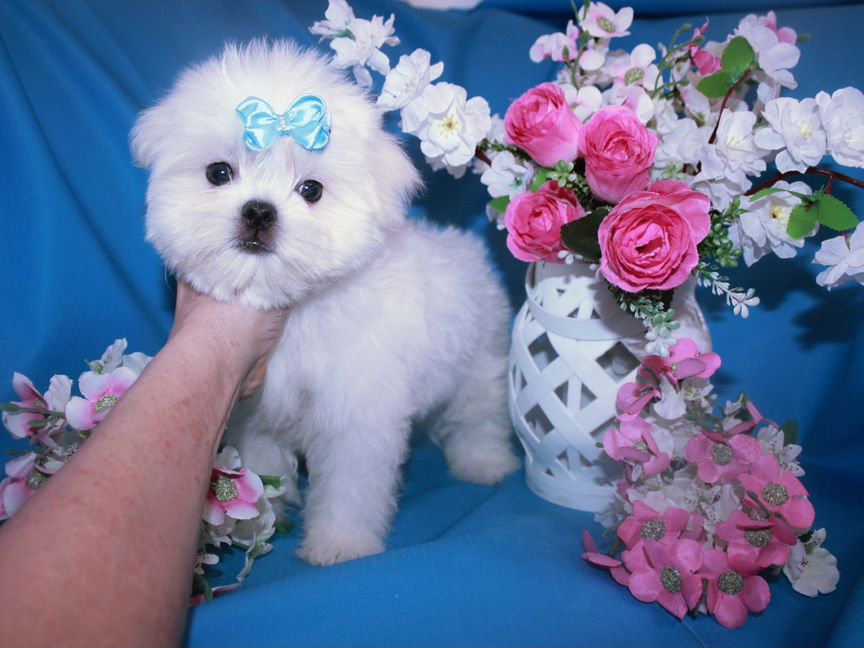 Очень красивый мальчик мальтезе 2 мес