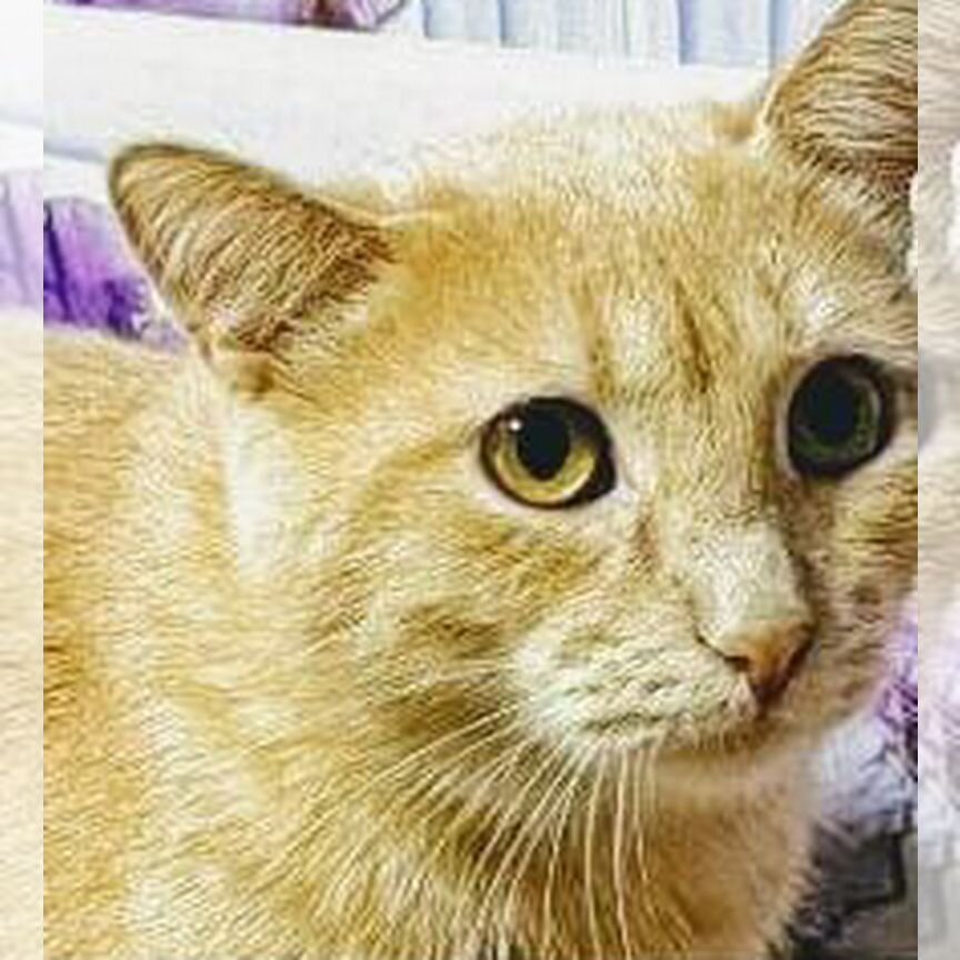 Взрослый кот в добрые руки