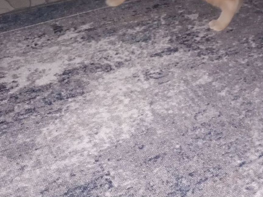 Рыжий котенок отдам в добрые руки